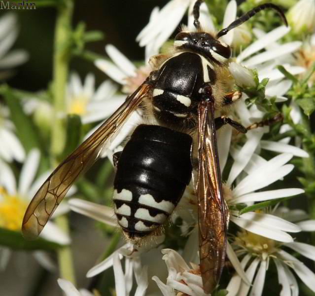 Wasps Bees And Hornets What S The Difference Voice Of Denton Wasps Bees And Hornets What S The Difference Voice Of Denton